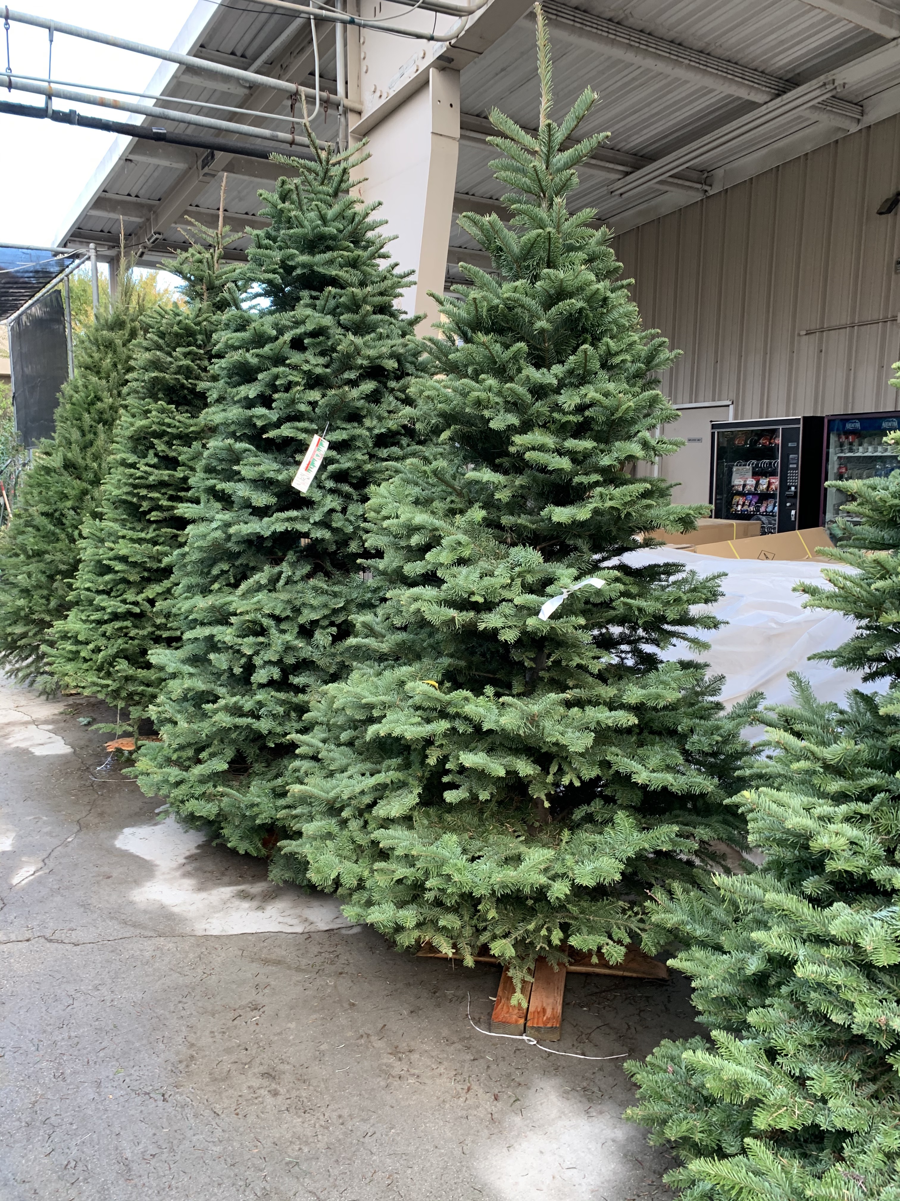 Der Tannenbaum: The German Christmas tree… – One German American Girl