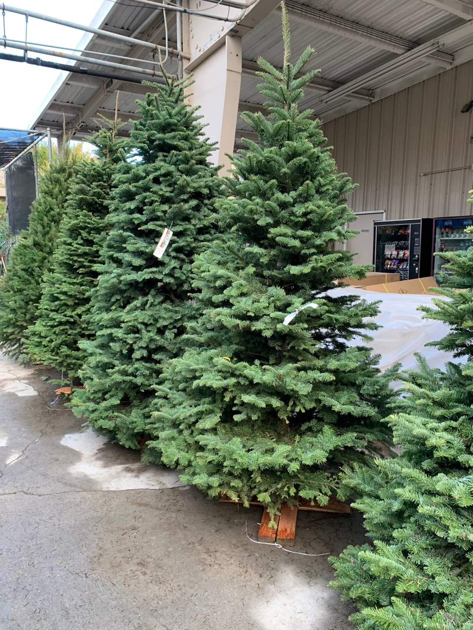 Der Tannenbaum: The German Christmas tree… – One German American Girl